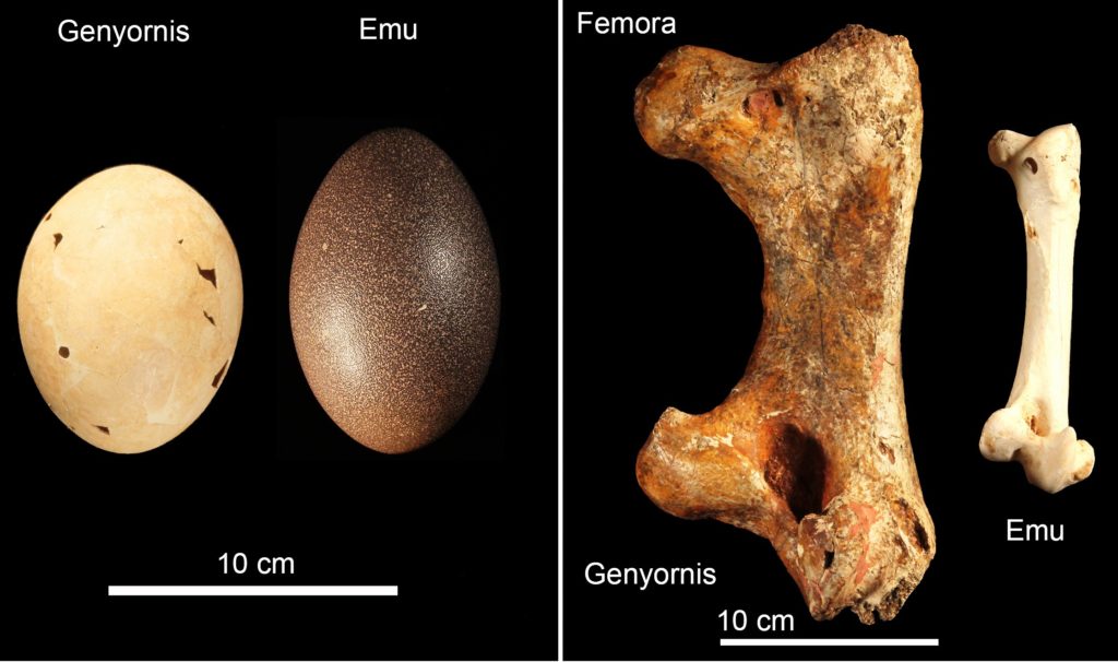 Egg discovery smashes knowledgebase on seminal Aussie bird species – News