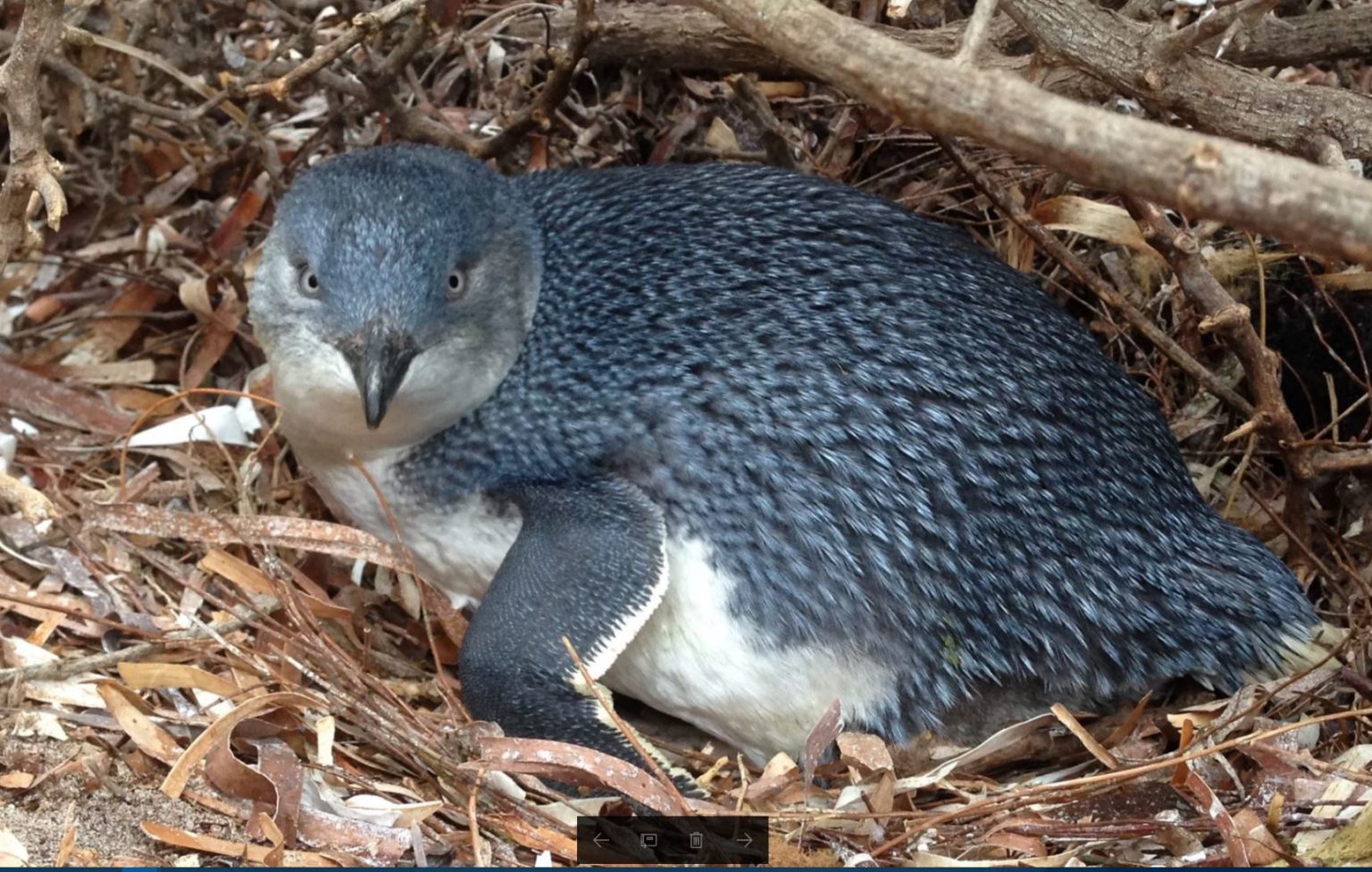 How habitats give penguins their 'sounds' – News