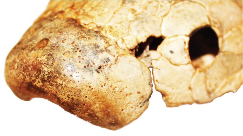 Primitive fish had more sense than we thought – News