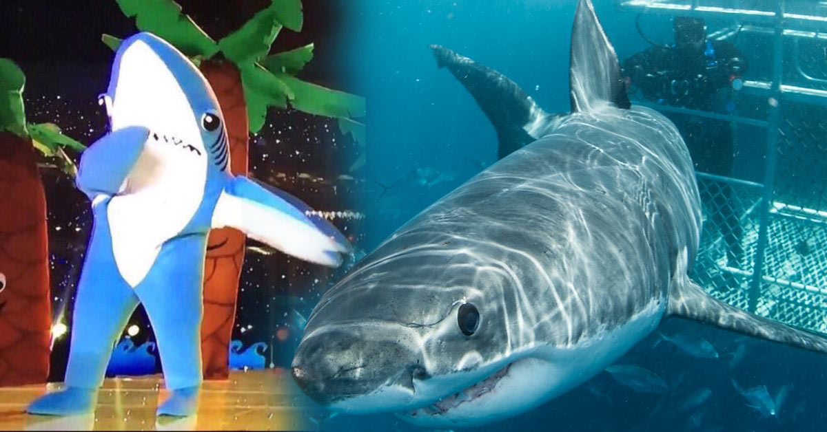 Shark tourism a 'hook' for conservation – News