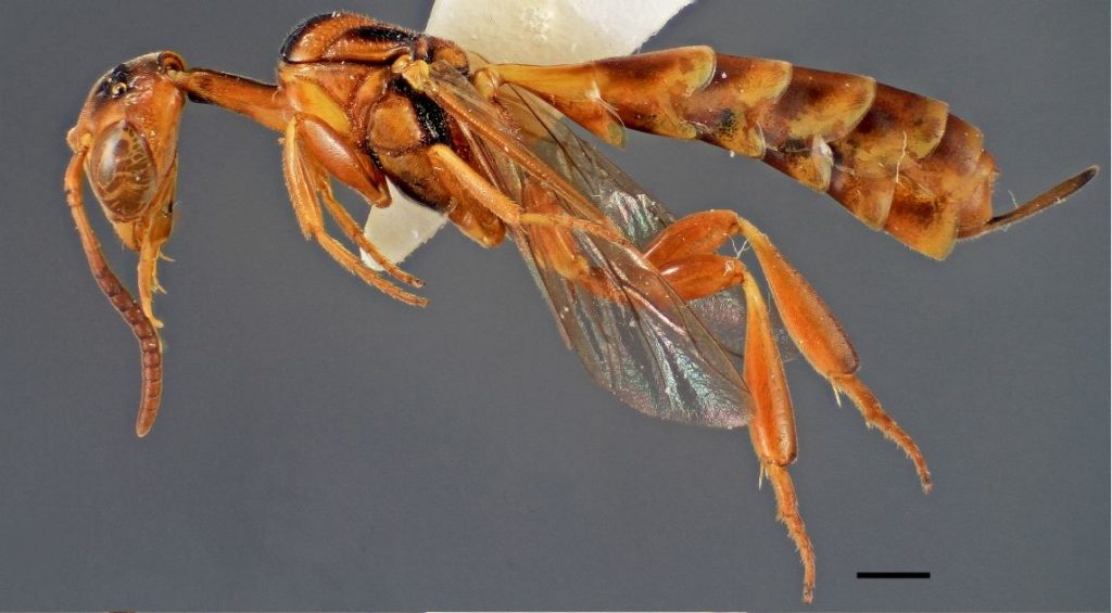 Little wasp causes quite a buzz – News