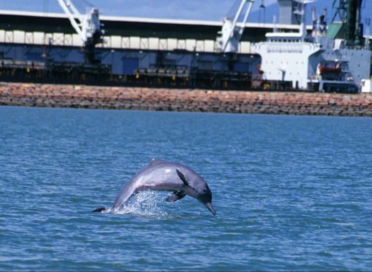 On World Wildlife Day, remember our humpback dolphin – News