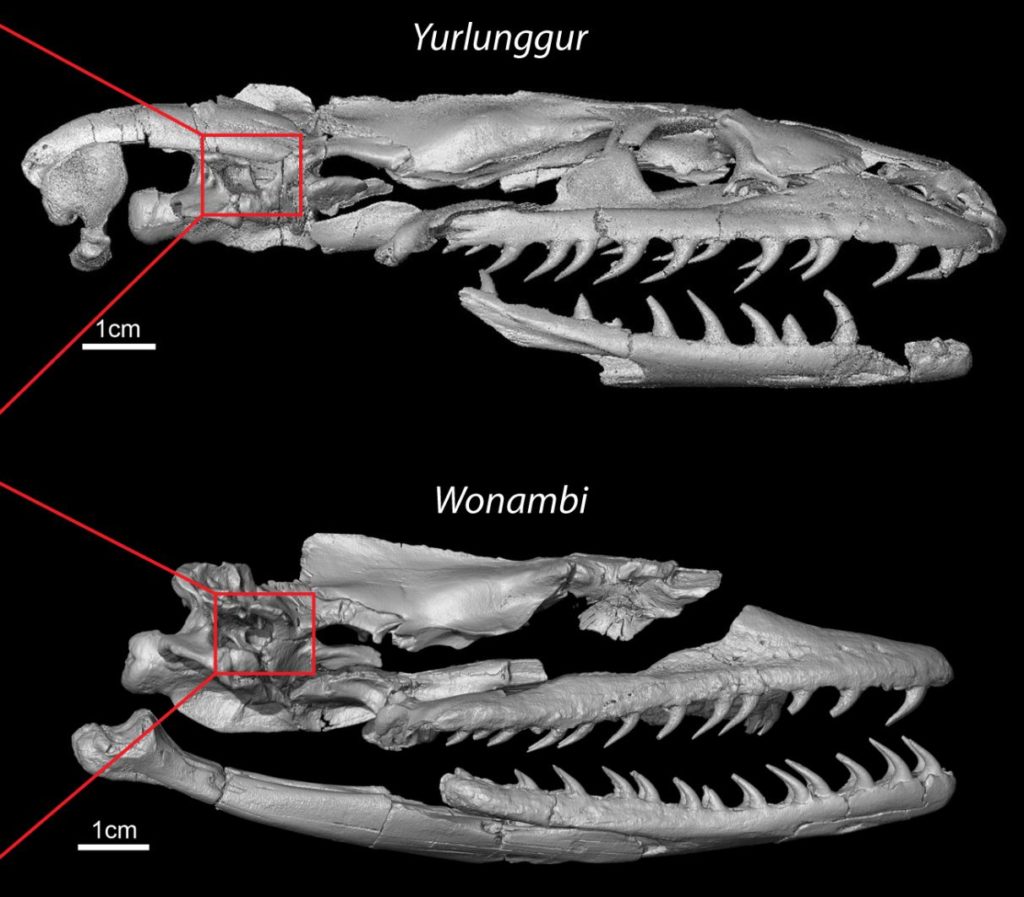 Burrowing into the inner world of snake evolution – News