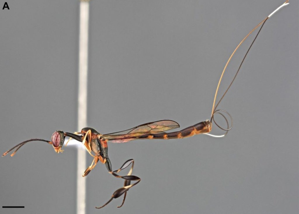 Fiji field work flies out with new species – News