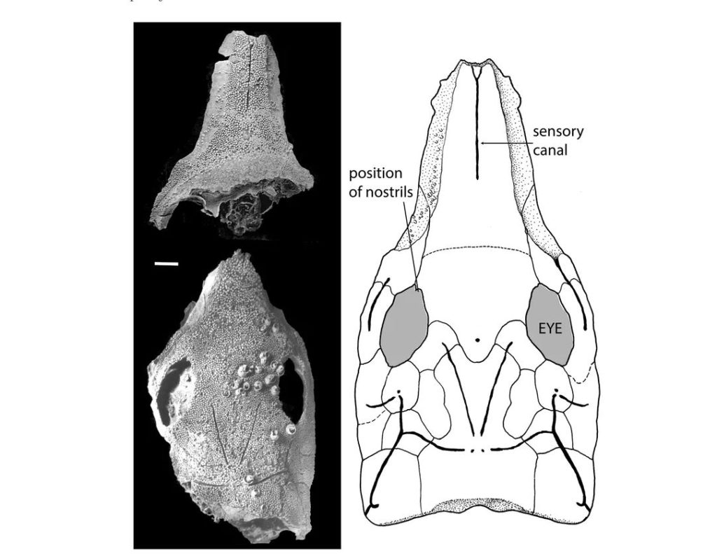 Bizarre 'platypus fish' found on Australia’s original reef – News