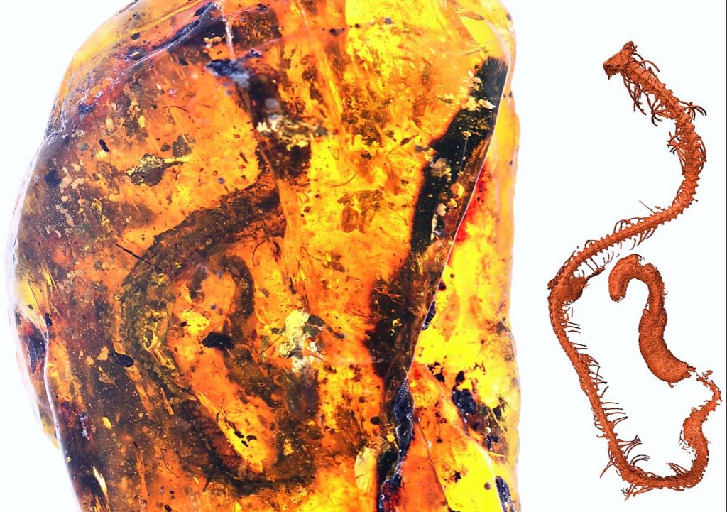 Baby snake in amber a golden find – News