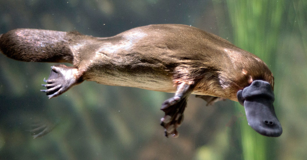 platypus-social – News