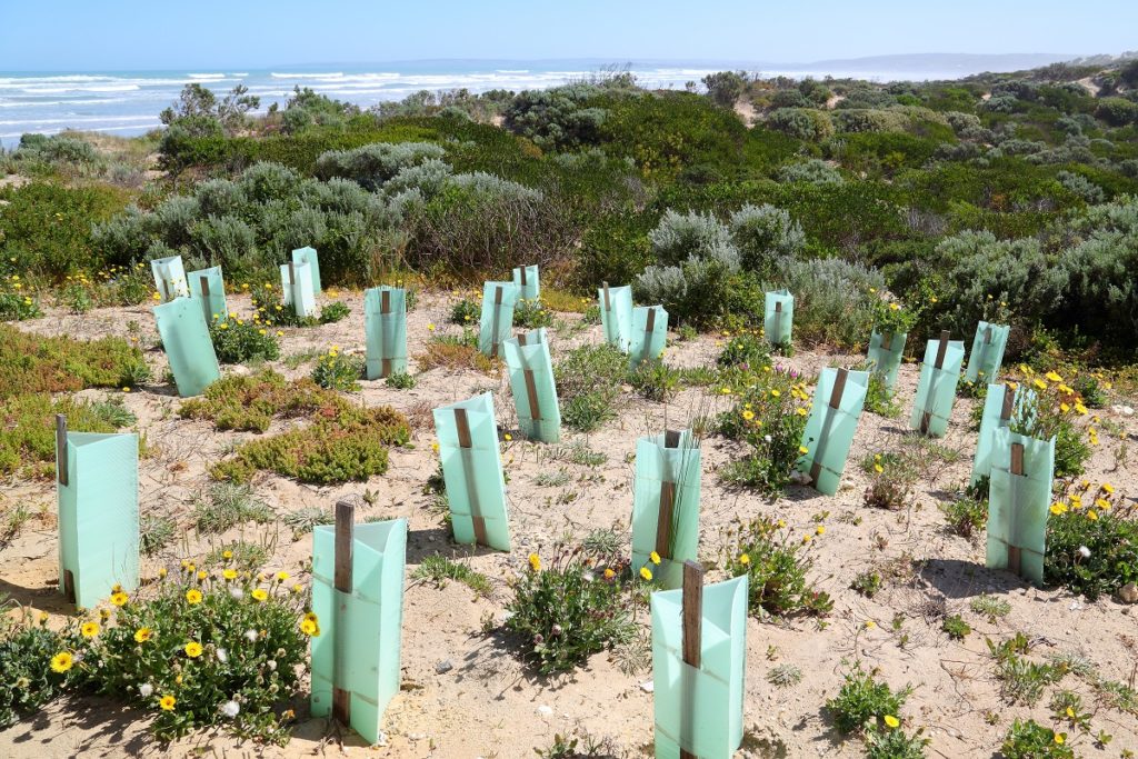 Sand Dune Conservation – News