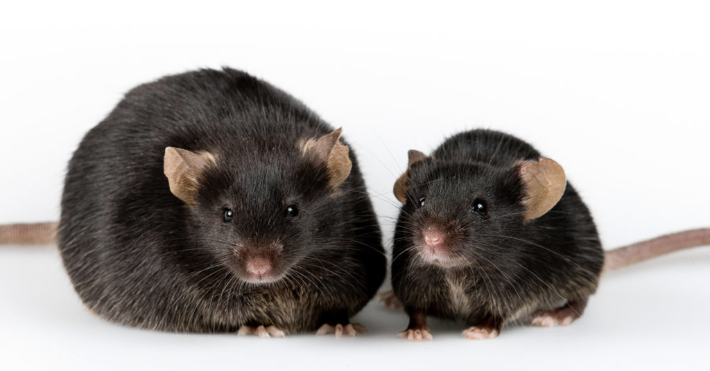 Genetic obese mouse with black healthy control – News