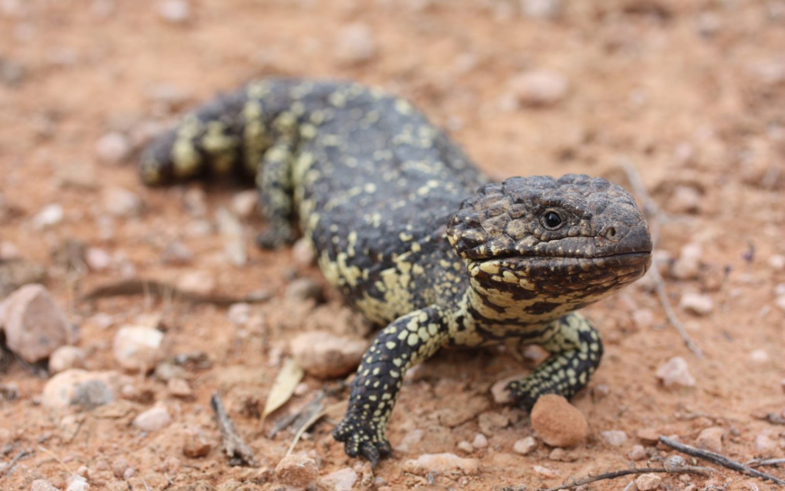 Lizard evolution highlights power of climate change – News