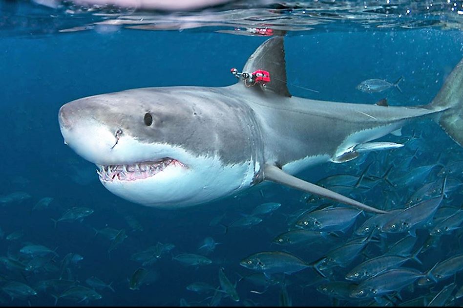 Sink Or Swim White Sharks Do Both The National Tribune