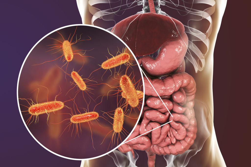 Gut bacteria negatively influence blood sugar – News
