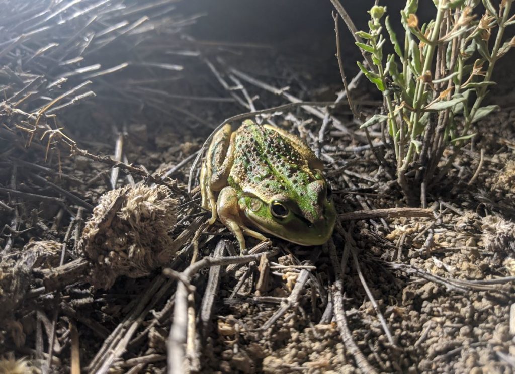 Frogs on front line of climate change – News