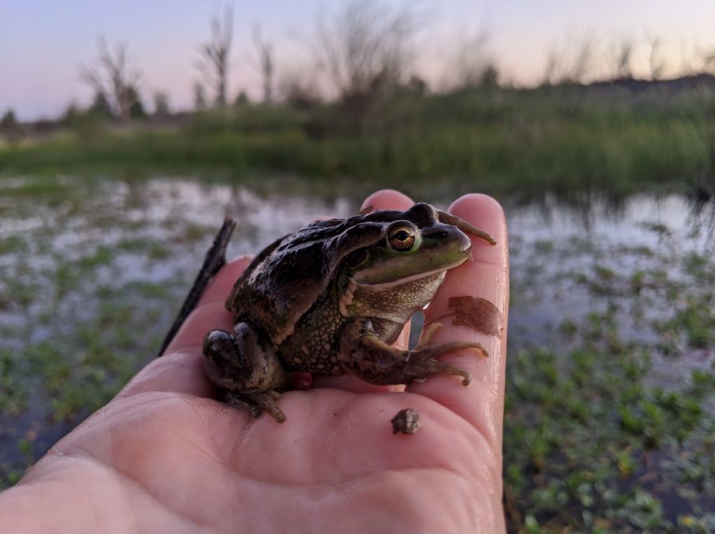 Frogs on front line of climate change – News
