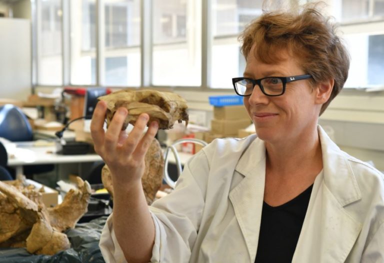 Solving the mammal brain size puzzle – News