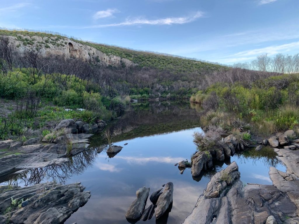 Platypuses fight back after bushfires – News