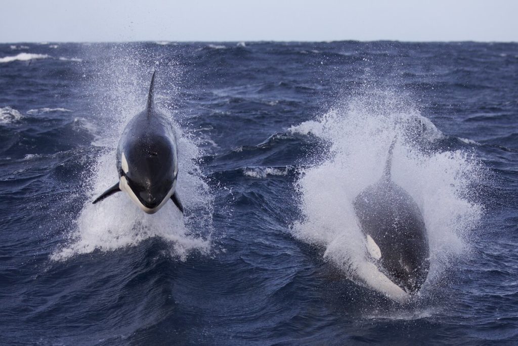 Killer whale DNA reveals distinct ties – News