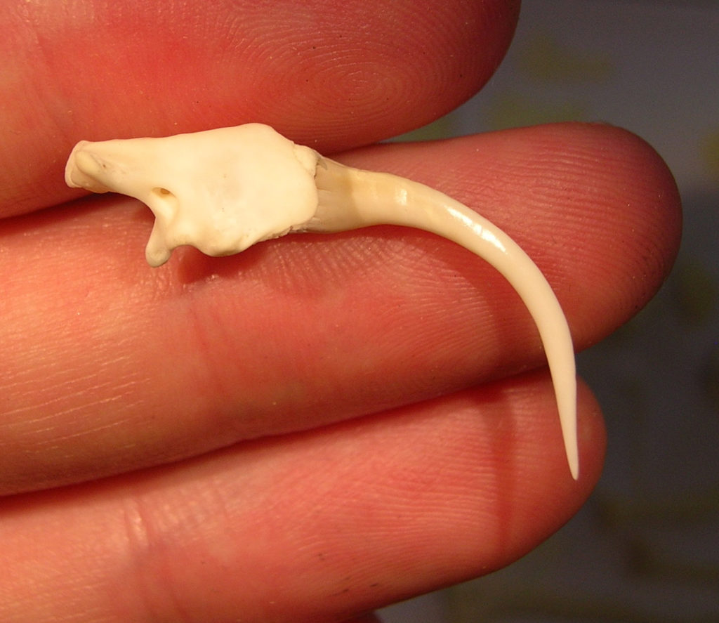 How snakes got their fangs – News