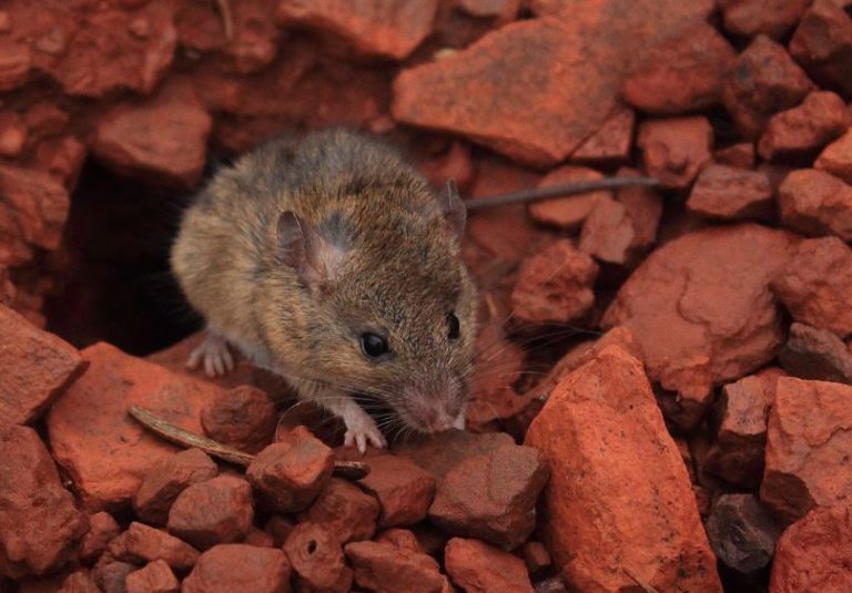 Sizing up rodent mating evolution – News