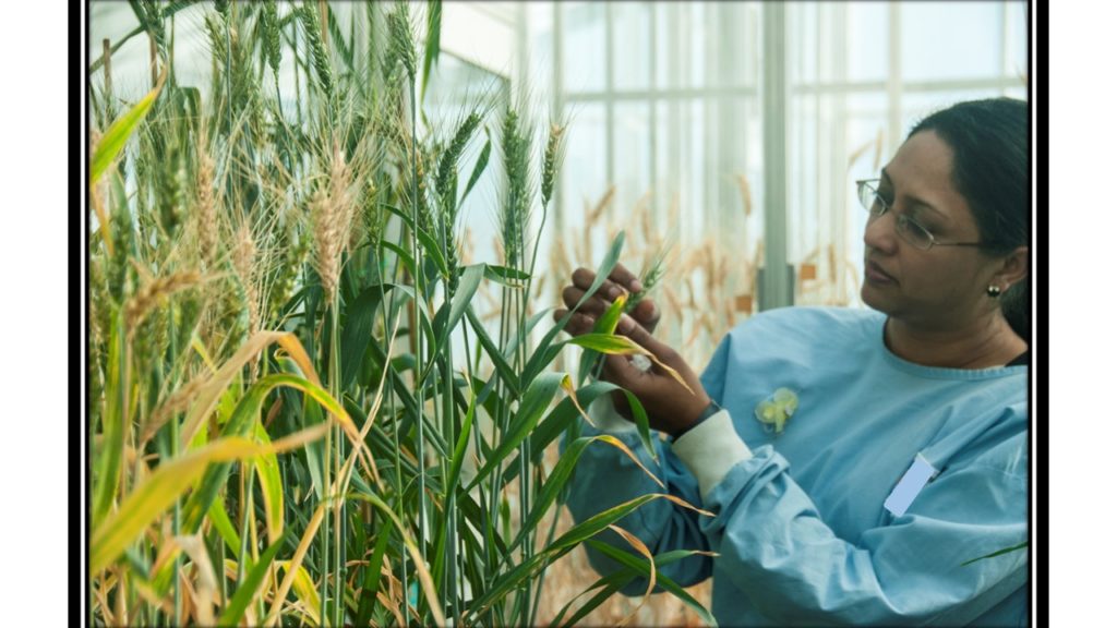 Wheat plants yield a mechanism to flourish – News