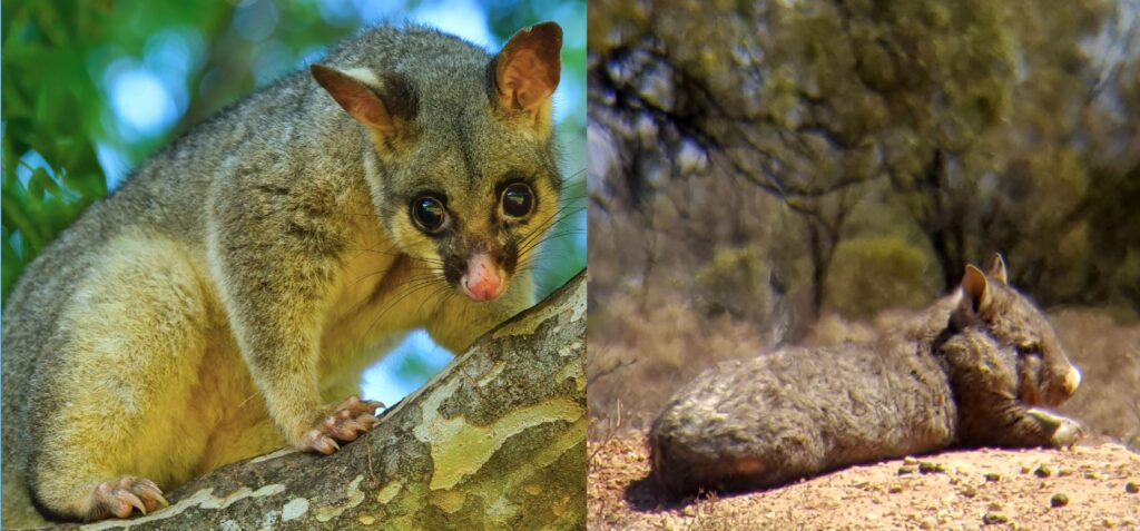 Weird animals uncovered after 25m years – News