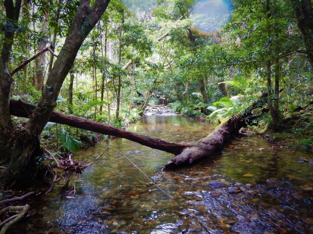 How rainforest fish adapt to habitat – News