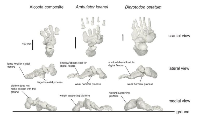 Ambulator three diprotodontids foot comparisons – News