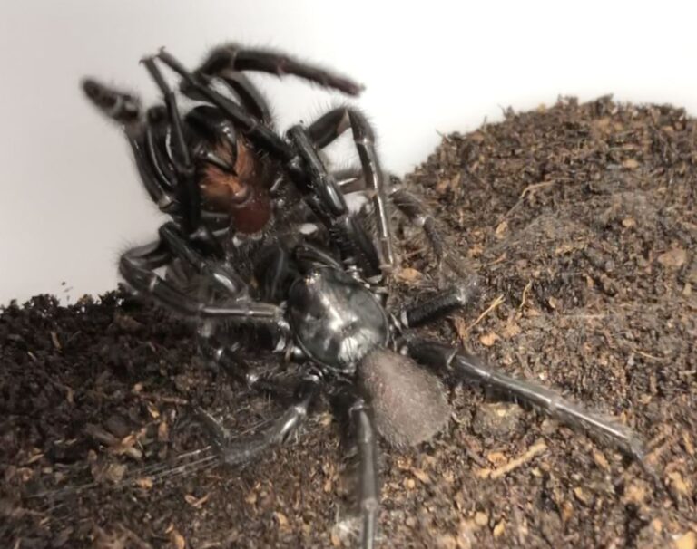 How funnel-webs practise safe sex – News
