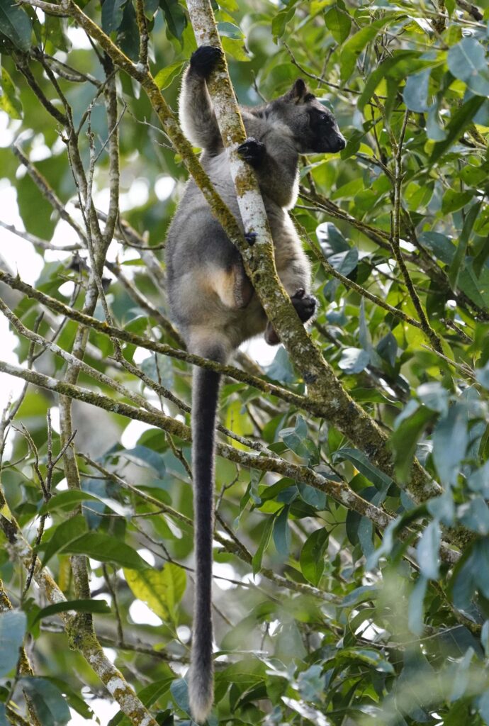 How climate changed tree-kangaroos – News