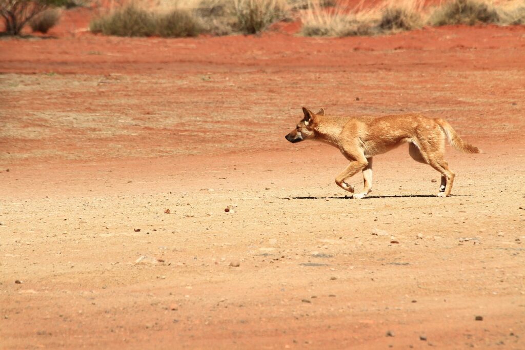 Young red kangaroos grow up quickly where dingoes lurk – News