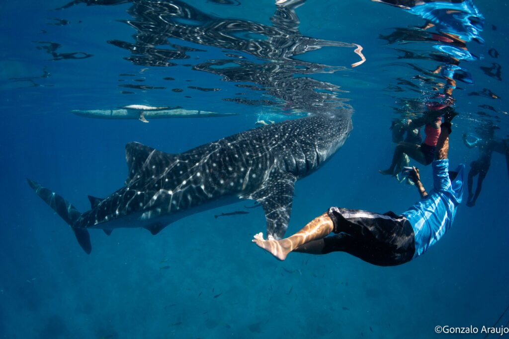 New insights on whale shark tourism – News