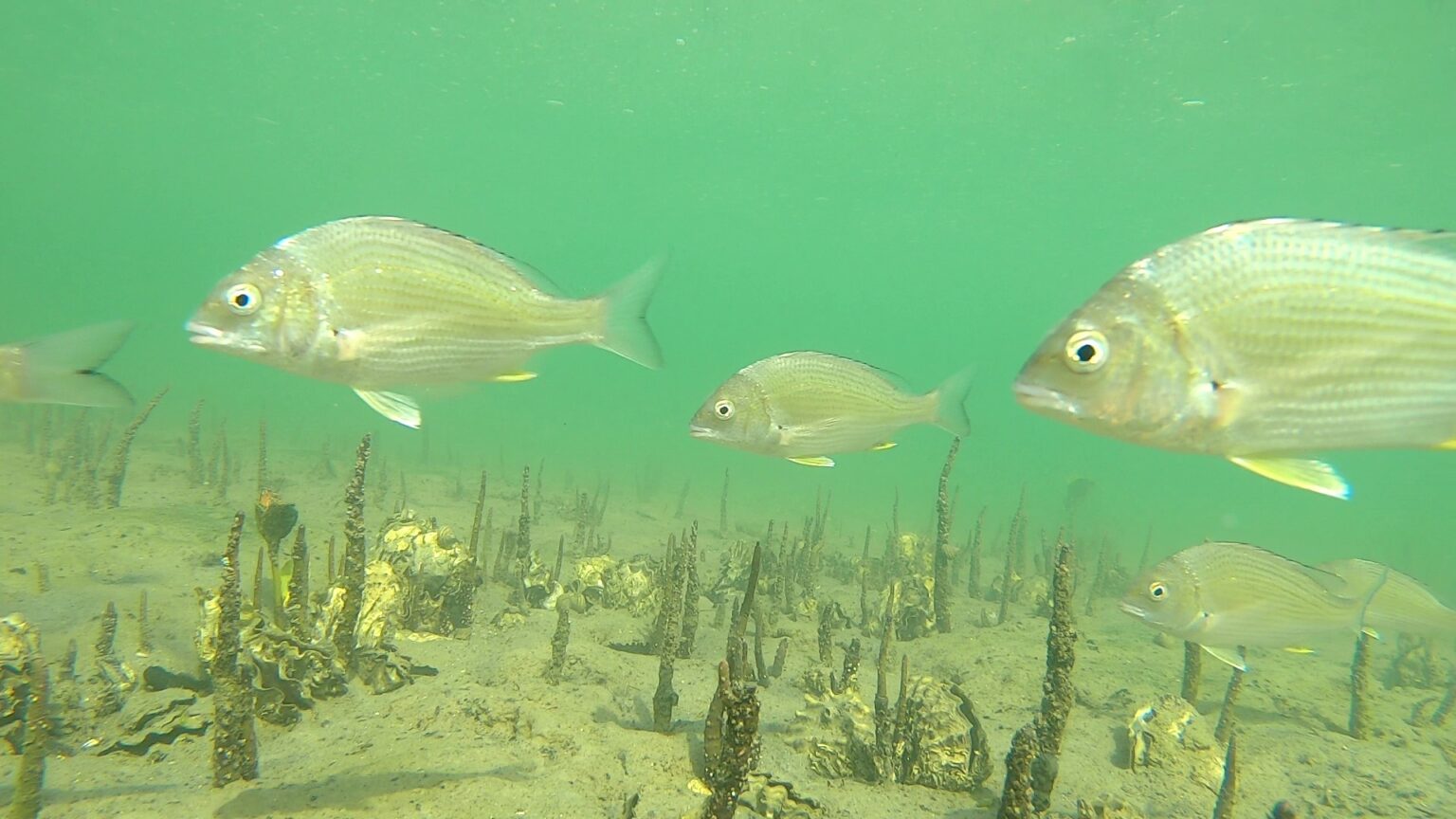 Shellfish reefs improve marine biodiversity – News