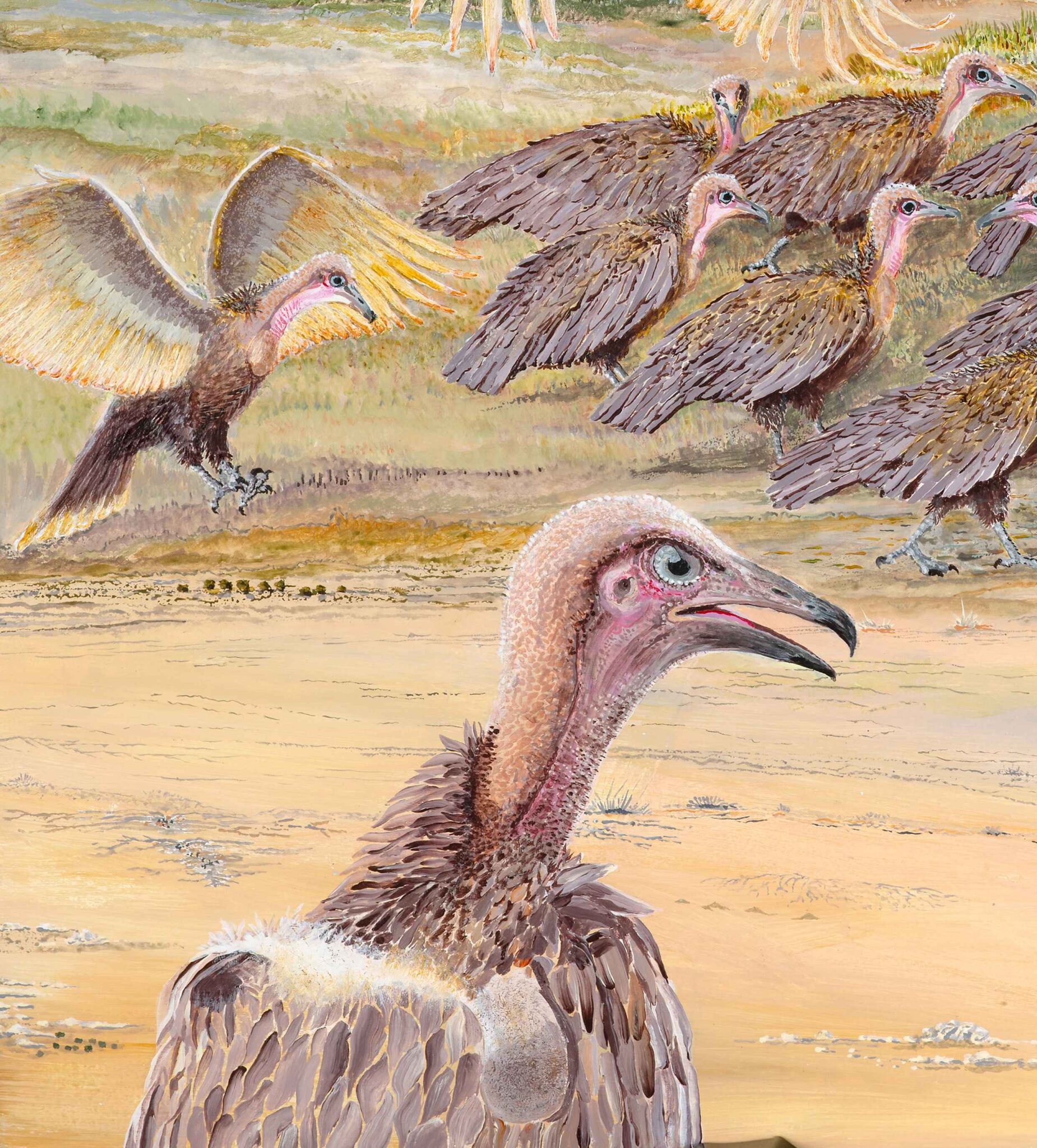 Naracoorte Vultures and Eagles Cryptogyps lacertosus – News