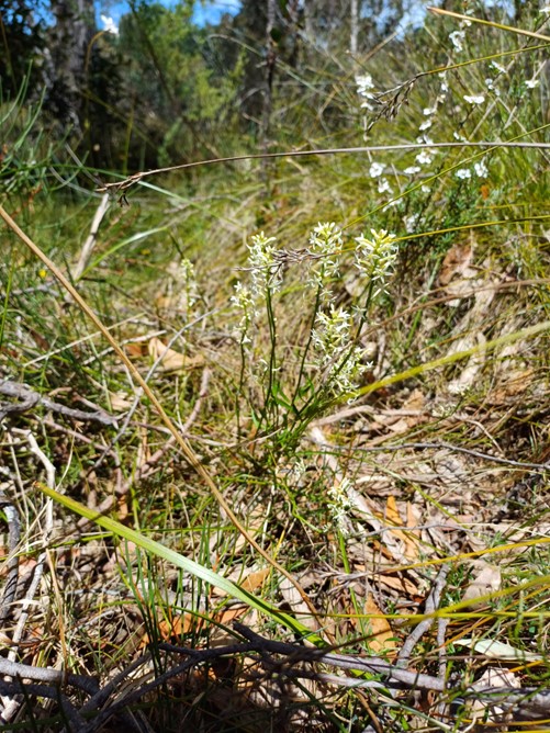 Night study of native plant survival – News