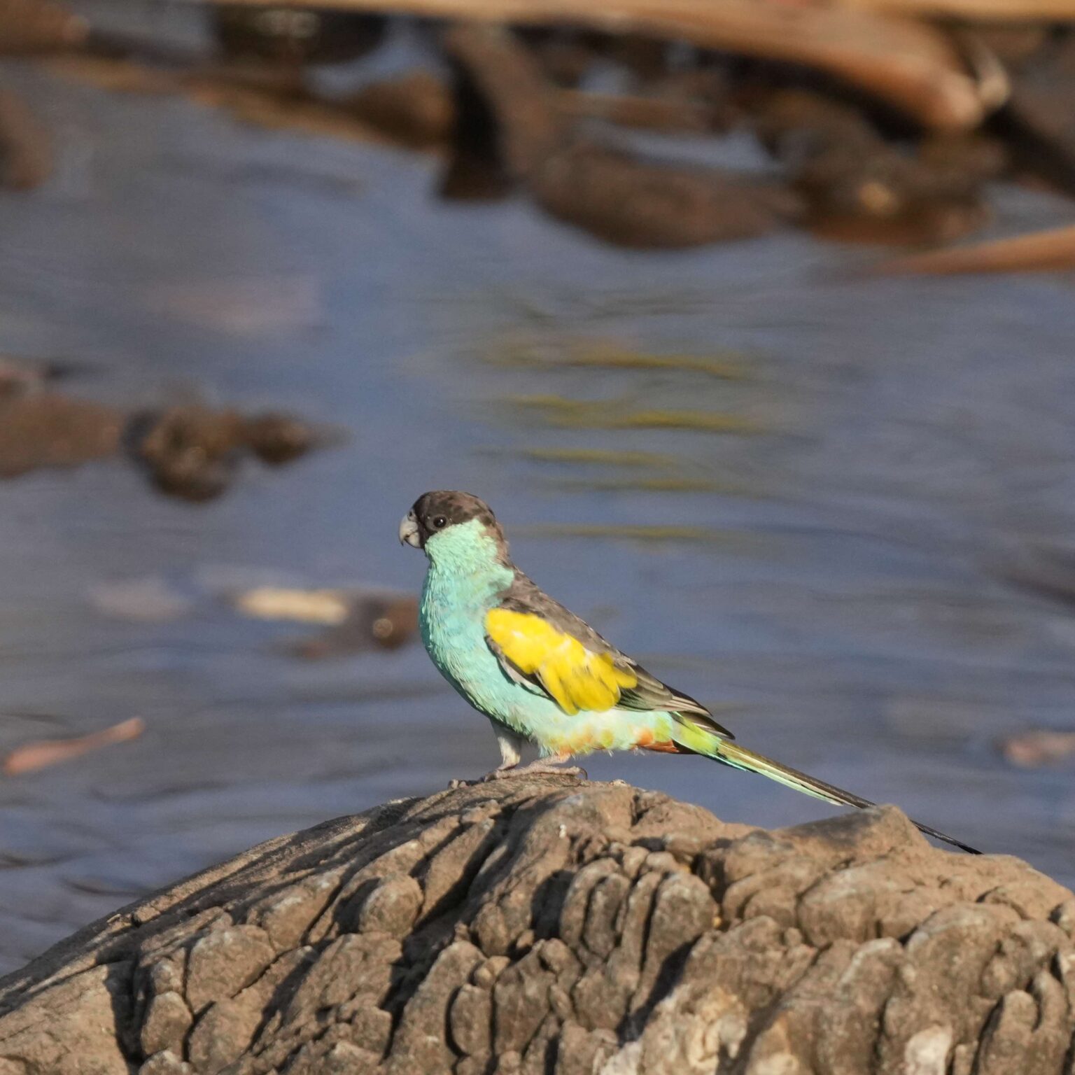New tree of life for modern birds – News