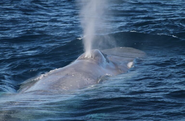 Challenges for blue whale populations – News