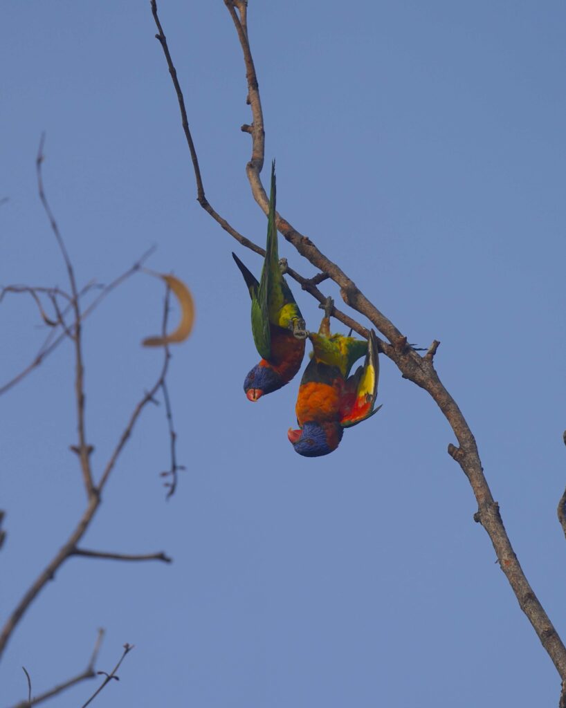 New tree of life for modern birds – News