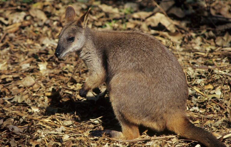 Rock-wallaby bite size 'packs a punch' – News