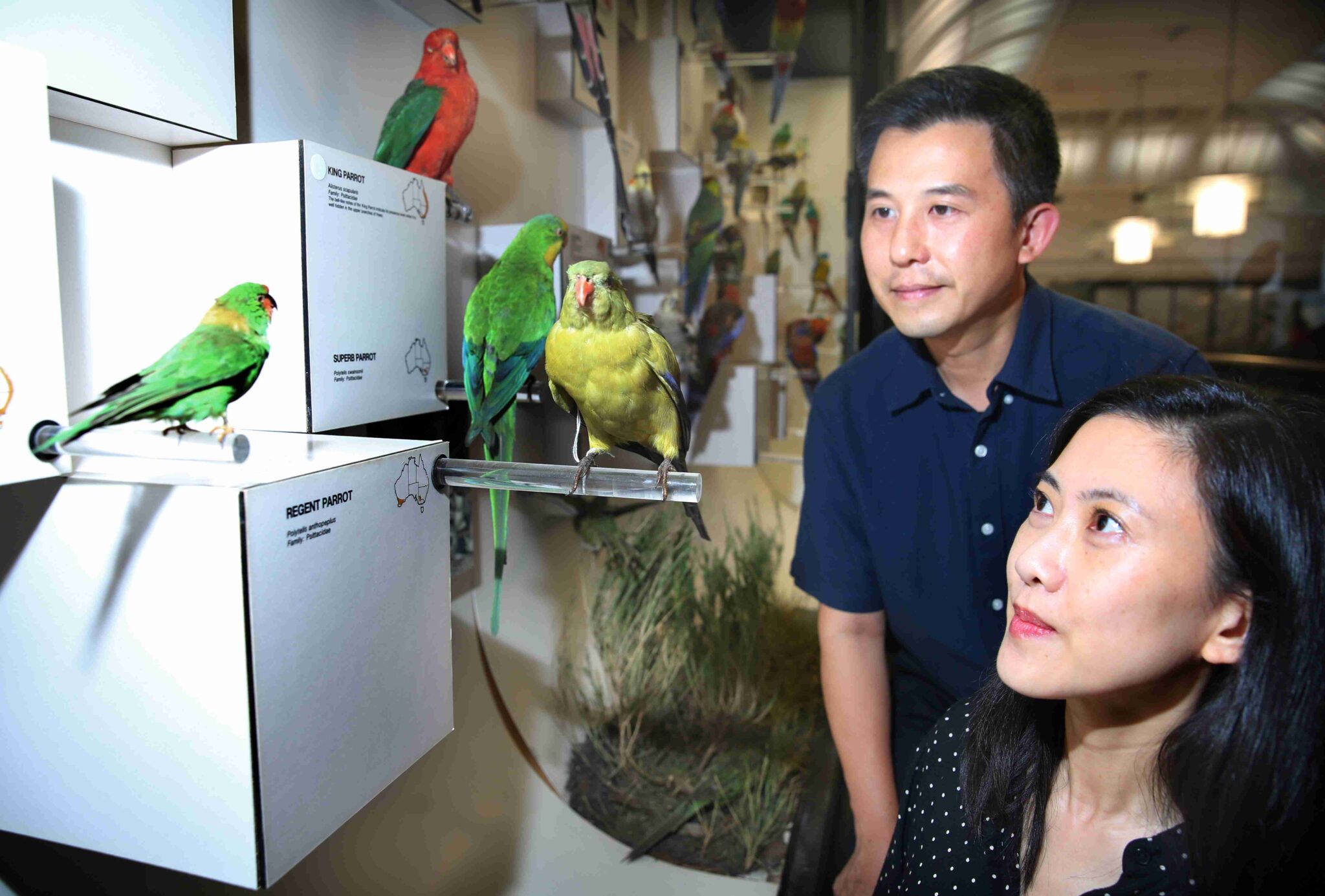 New tree of life for modern birds – News