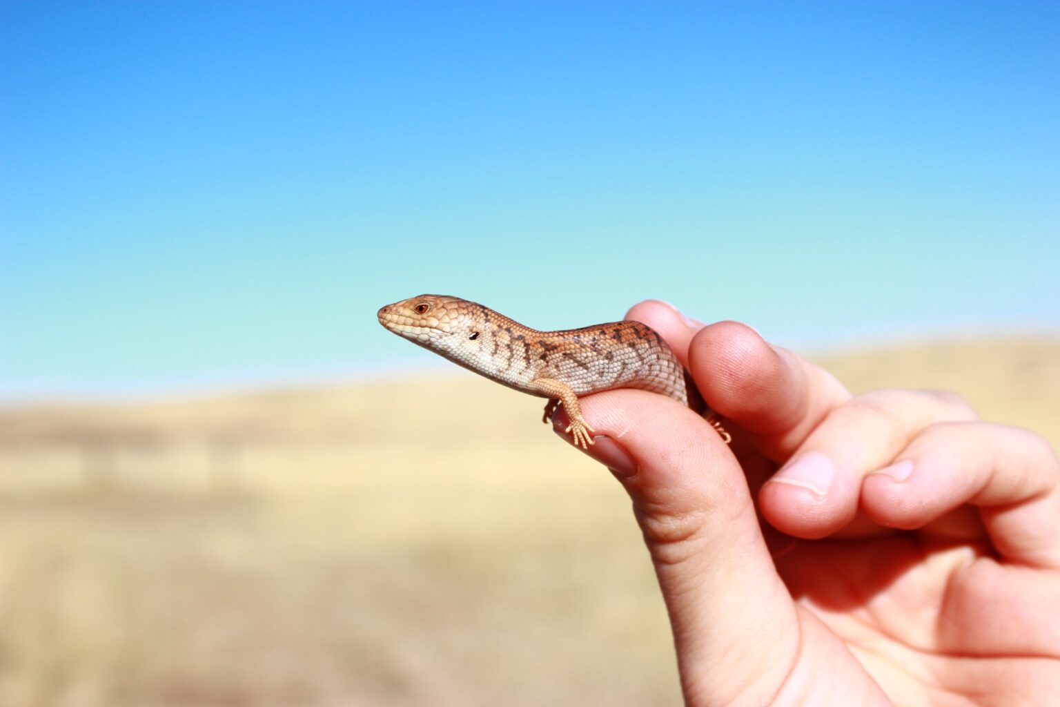 Grants target endangered species – News