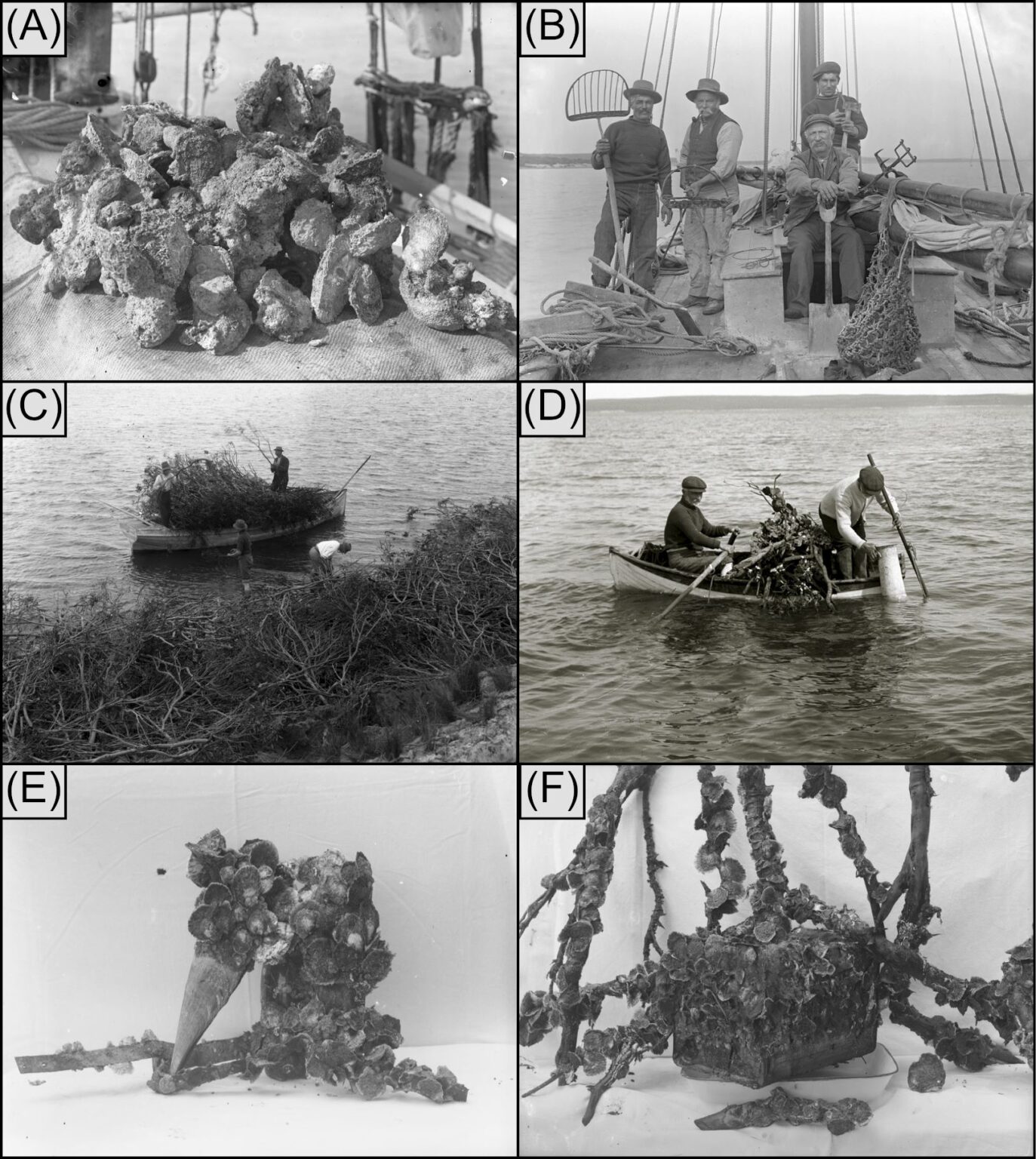 Restoring reefs for shellfish recovery – News