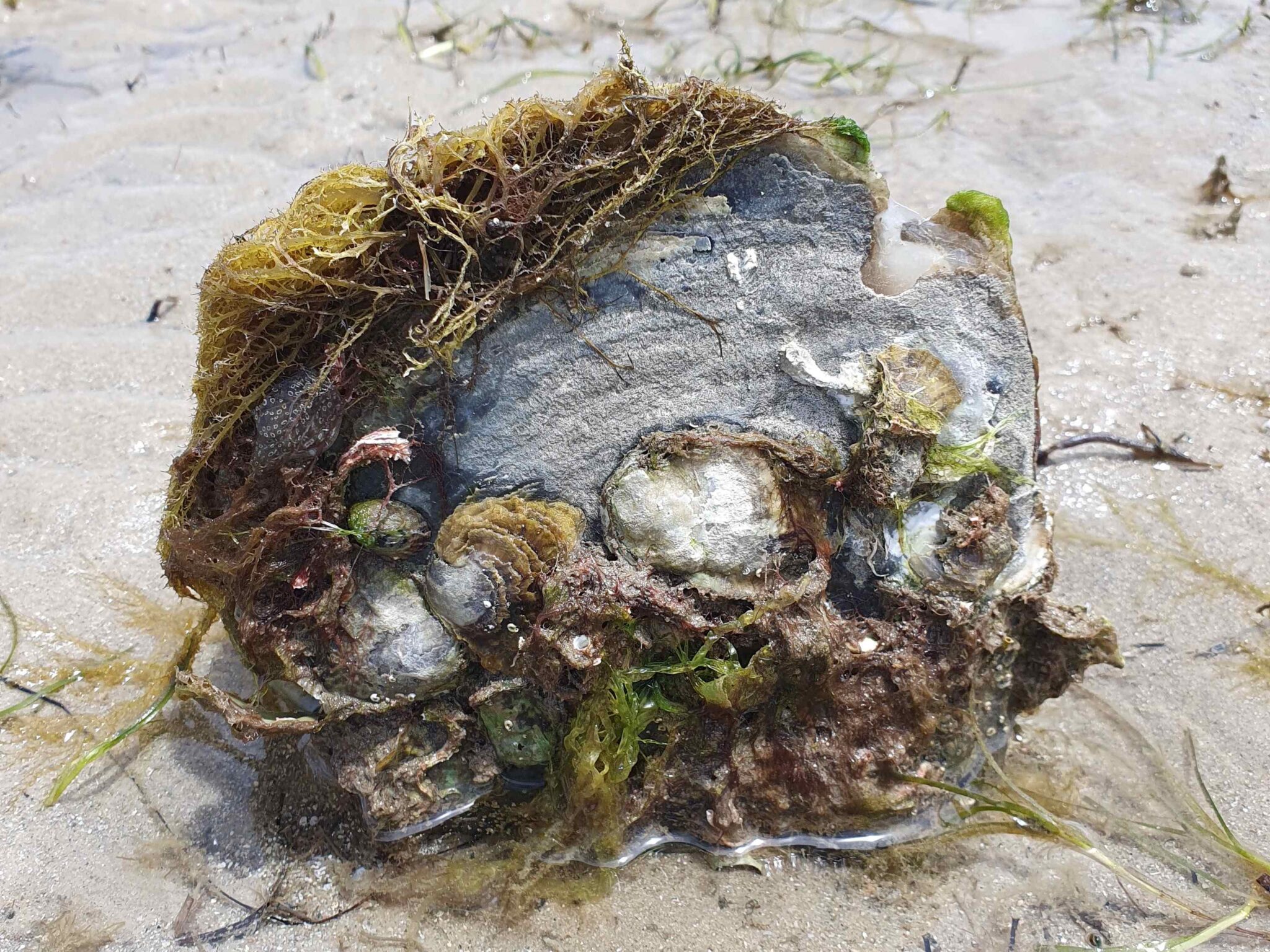 Restoring reefs for shellfish recovery – News