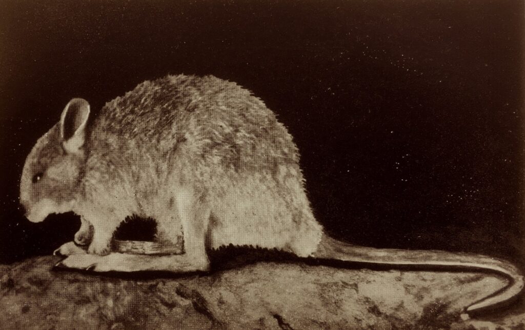 Bite-size clue to a lost marsupial – News
