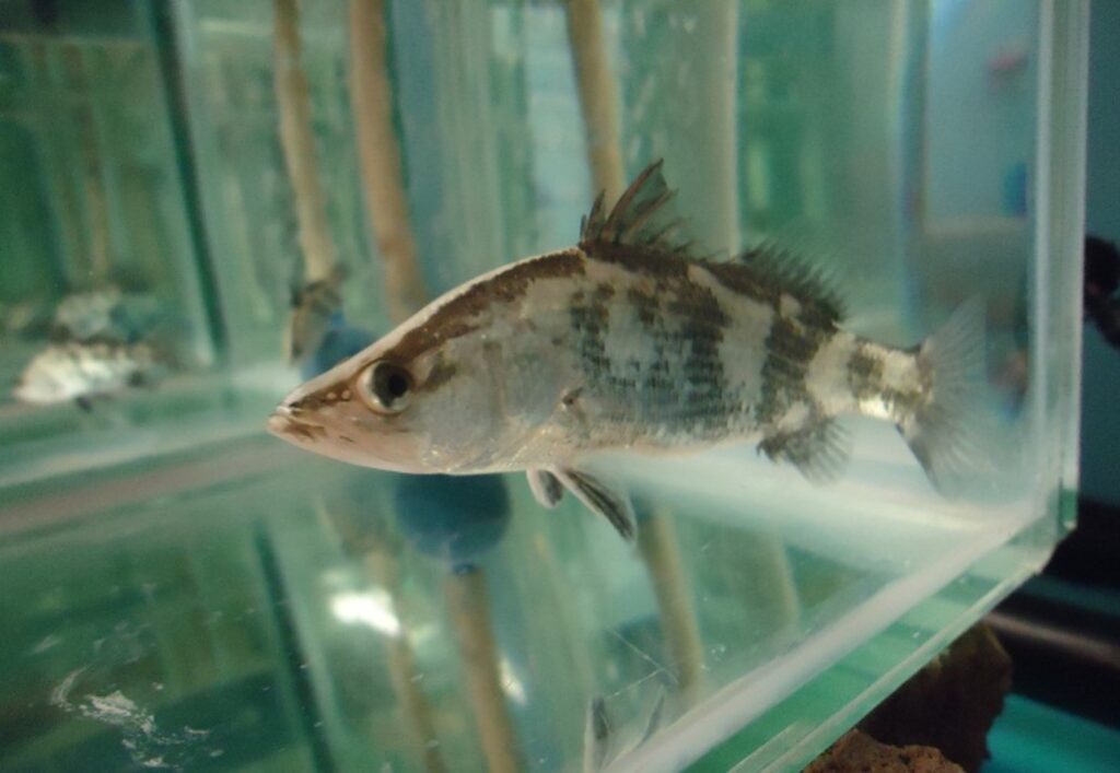 Fishing for better aquaculture solutions – News