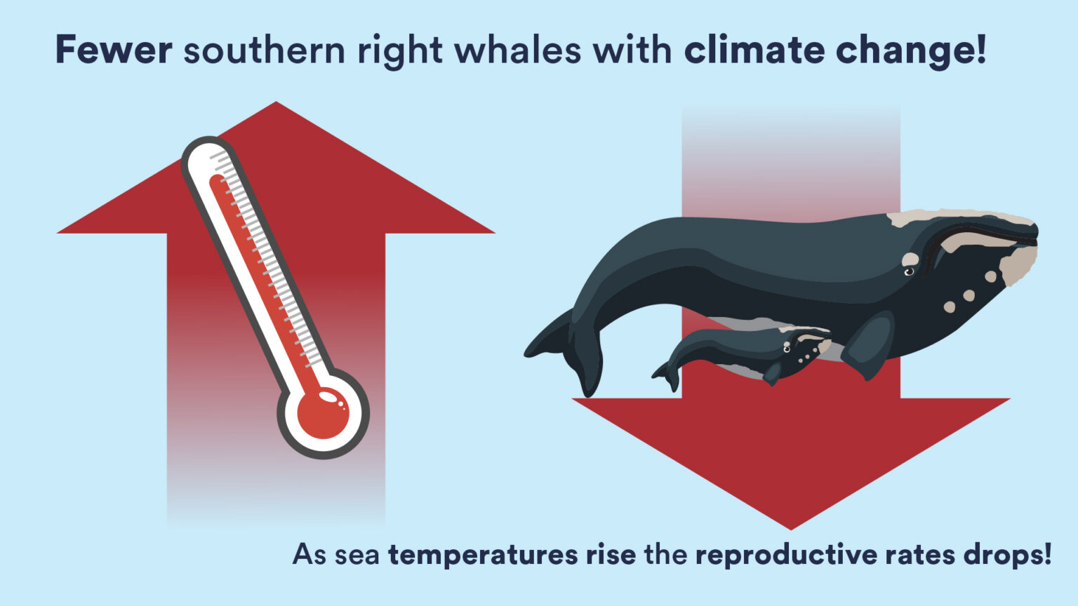 Climate changing whale breeding – News