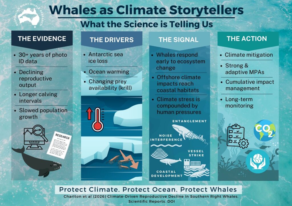 Climate changing whale breeding – News